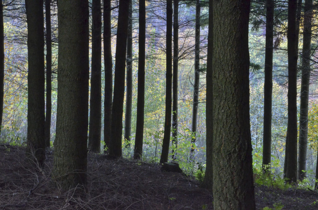 Galerie photos - Cenves