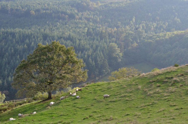 Galerie photos - Cenves